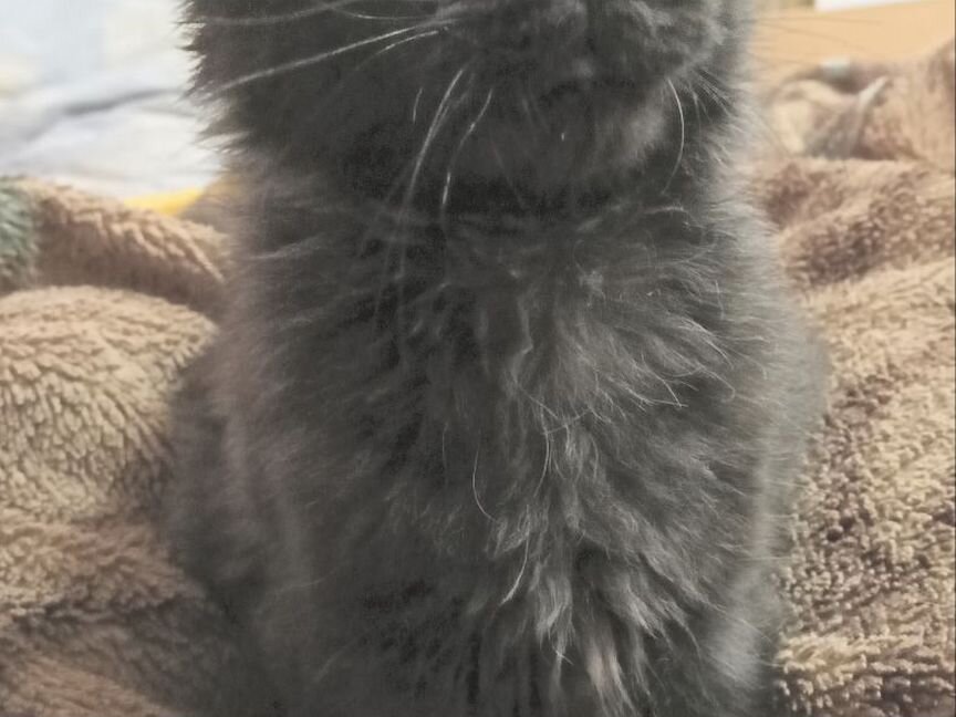 Котенок мейн-кун с прививками