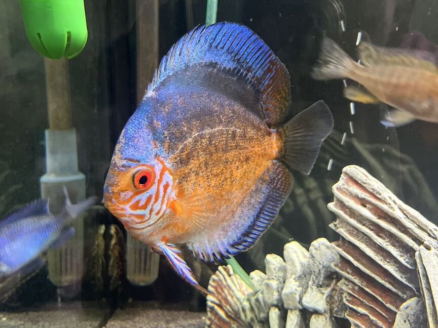 Рыба Дискус