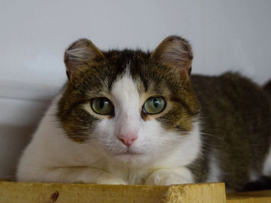 Кошка