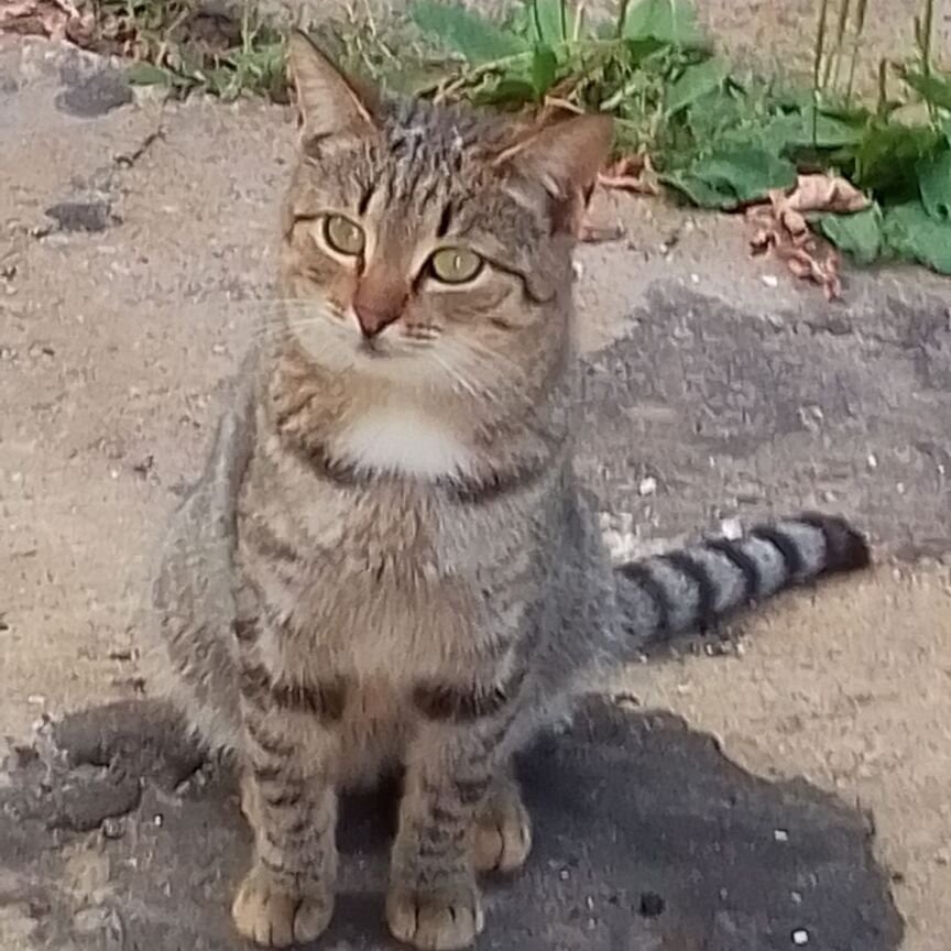 Кошечка из госпиталя