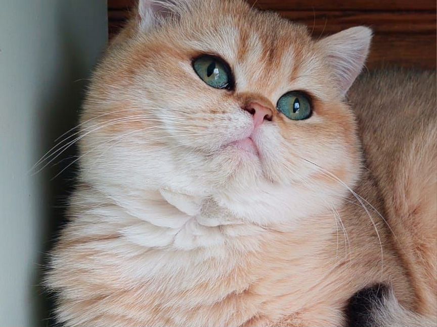 Британские котята