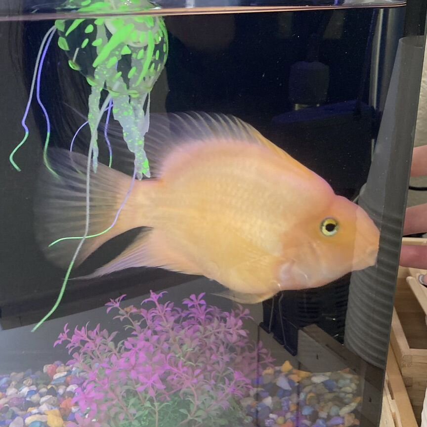 Цихлида попугай