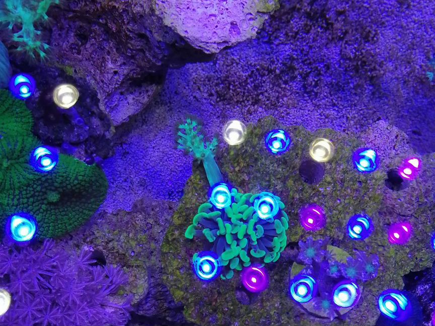 Эуфилия молоточковая