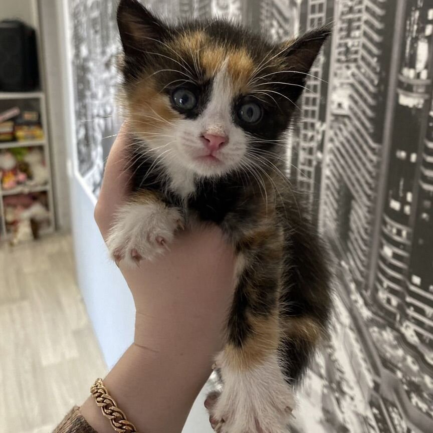 Котенок