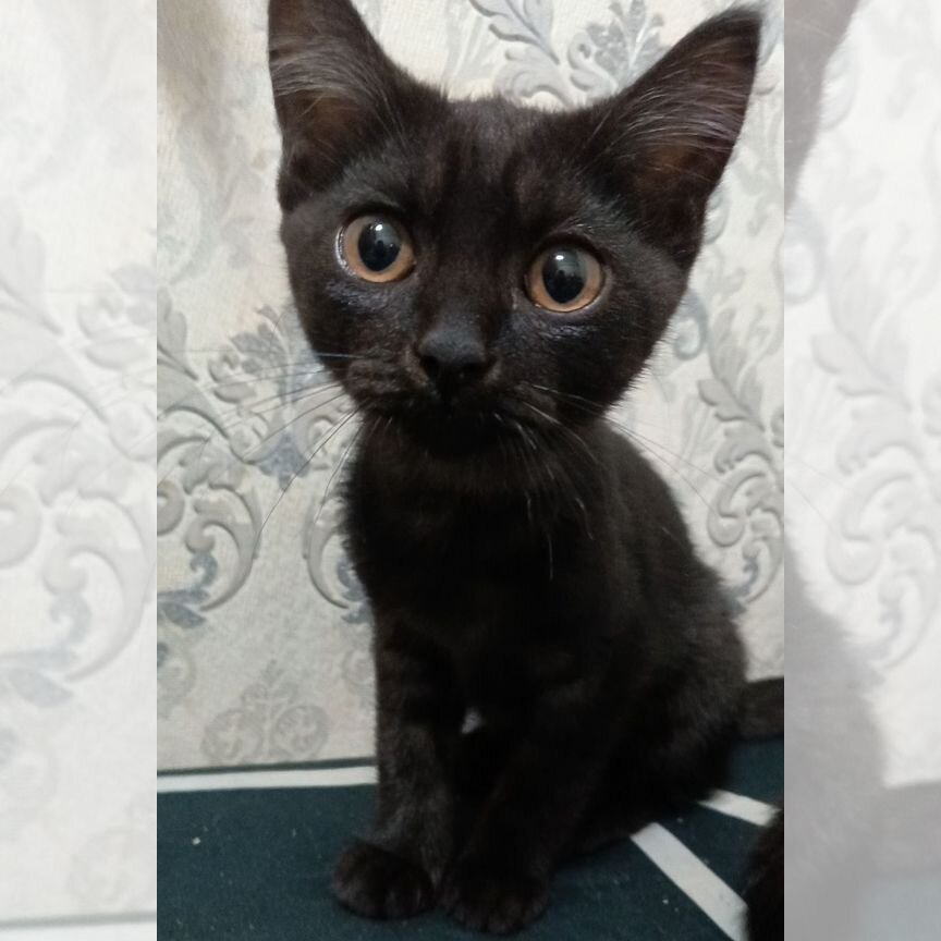 Отдаются двое котят от вислоухой кошки
