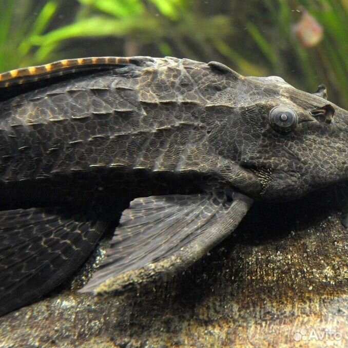 Сом плекостомус