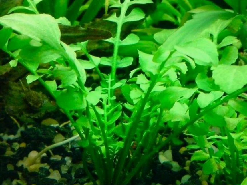 Рорипа водная (жерушник)