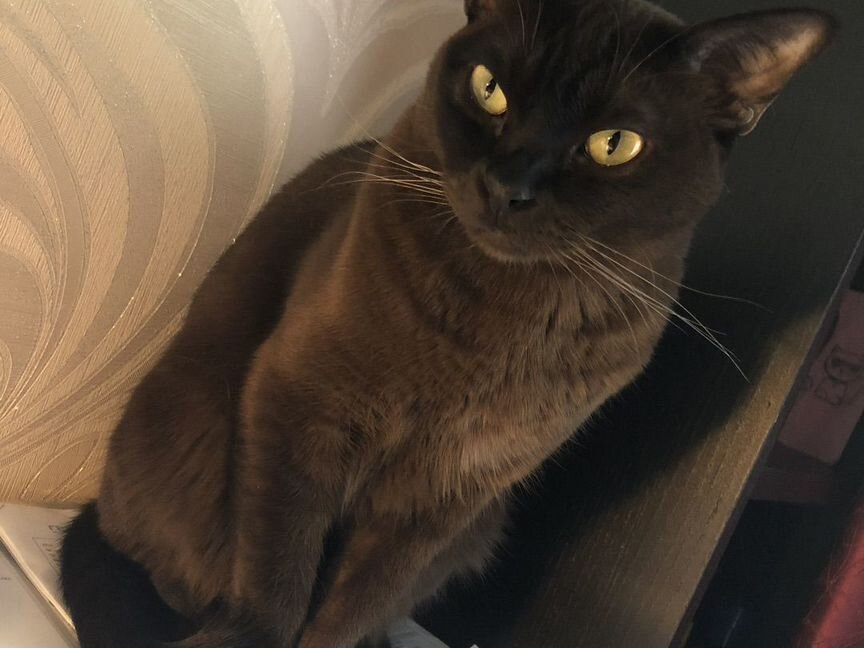 Бурманский кот