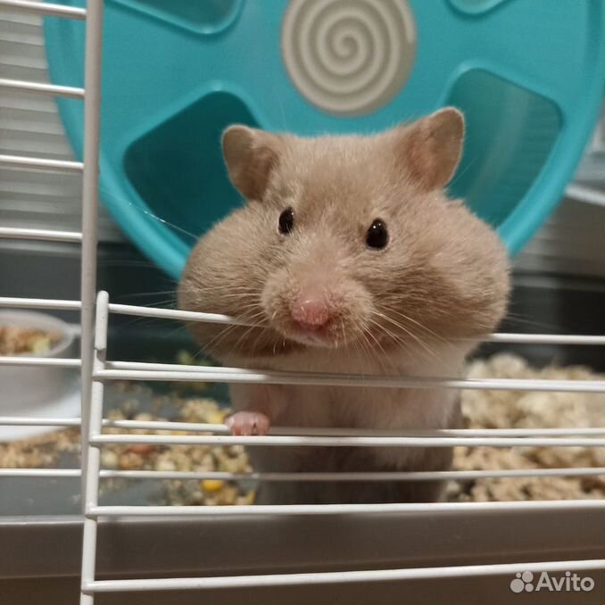 Сирийские Хомяки Голубые Малыши от Заводчика