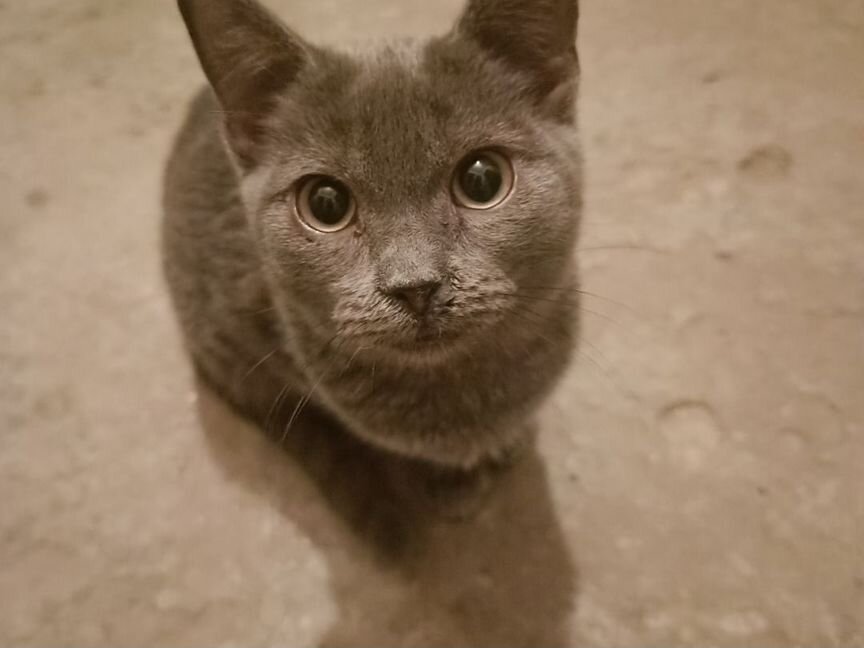 Дымчатый котенок