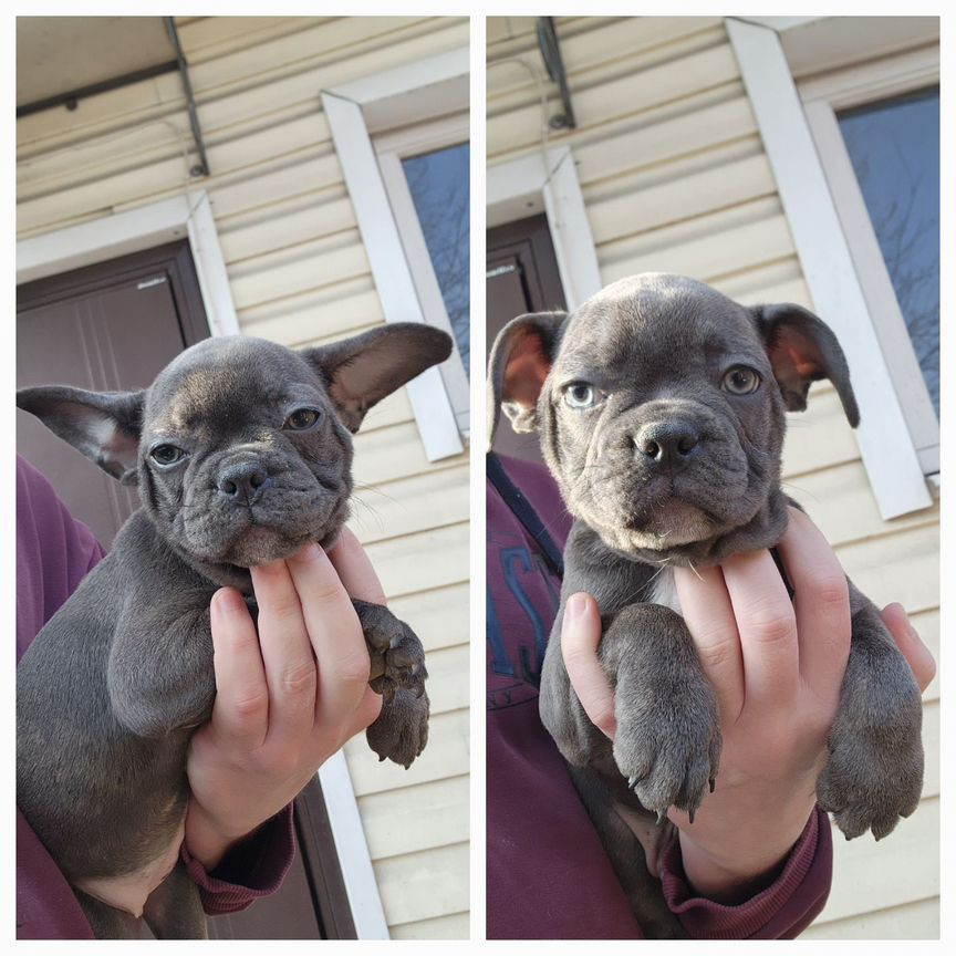 Французский бульдог