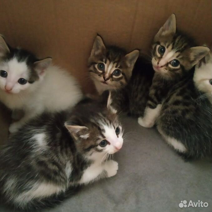 Срочный пристрой котят