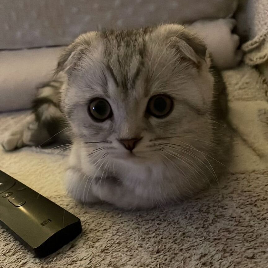 Шотландская