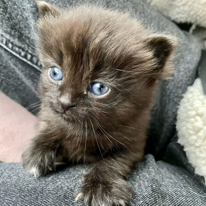 Котенок
