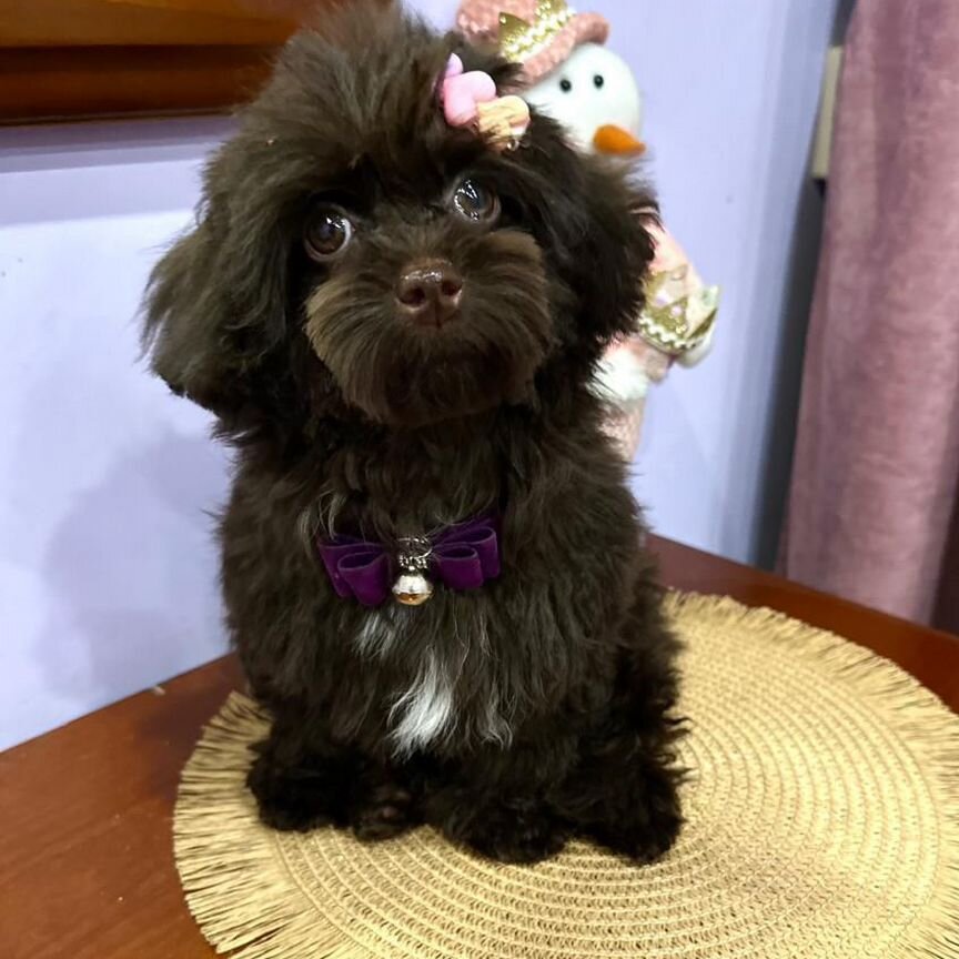 Мальтипу, щенок