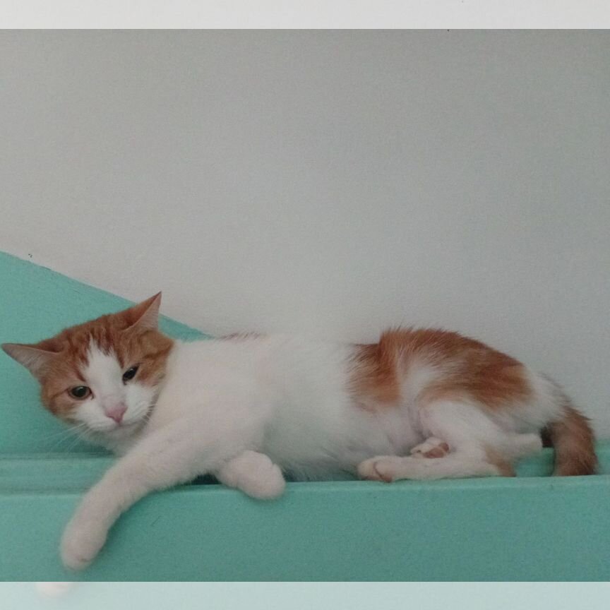 Взрослая, кошка в добрые руки