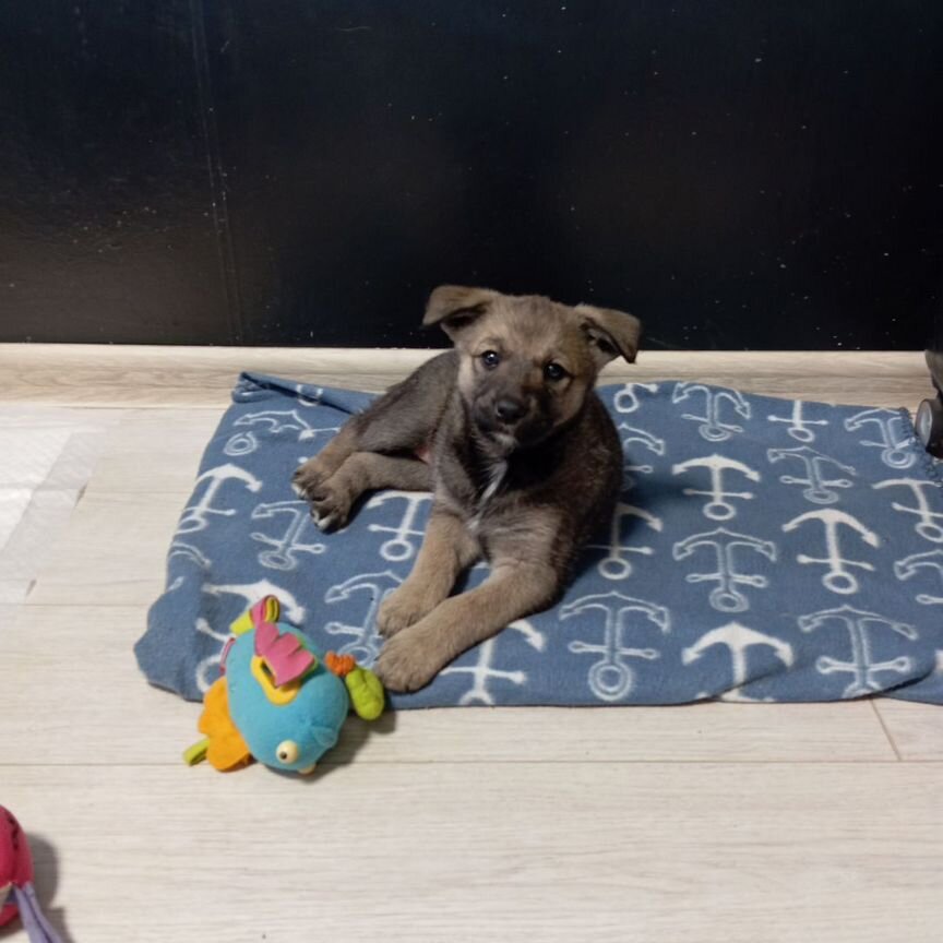 Отдам бесплатно собаку маленькую