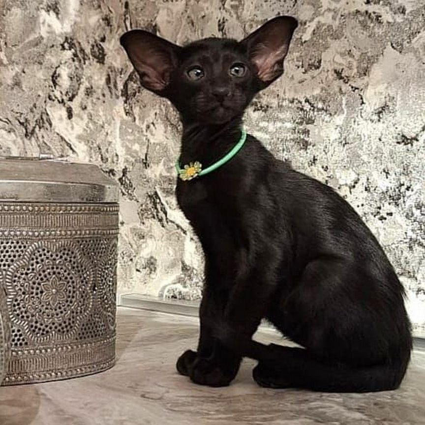 Ориентальные котята