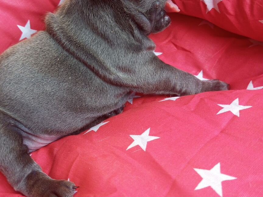 Французский бульдог окрас голубой