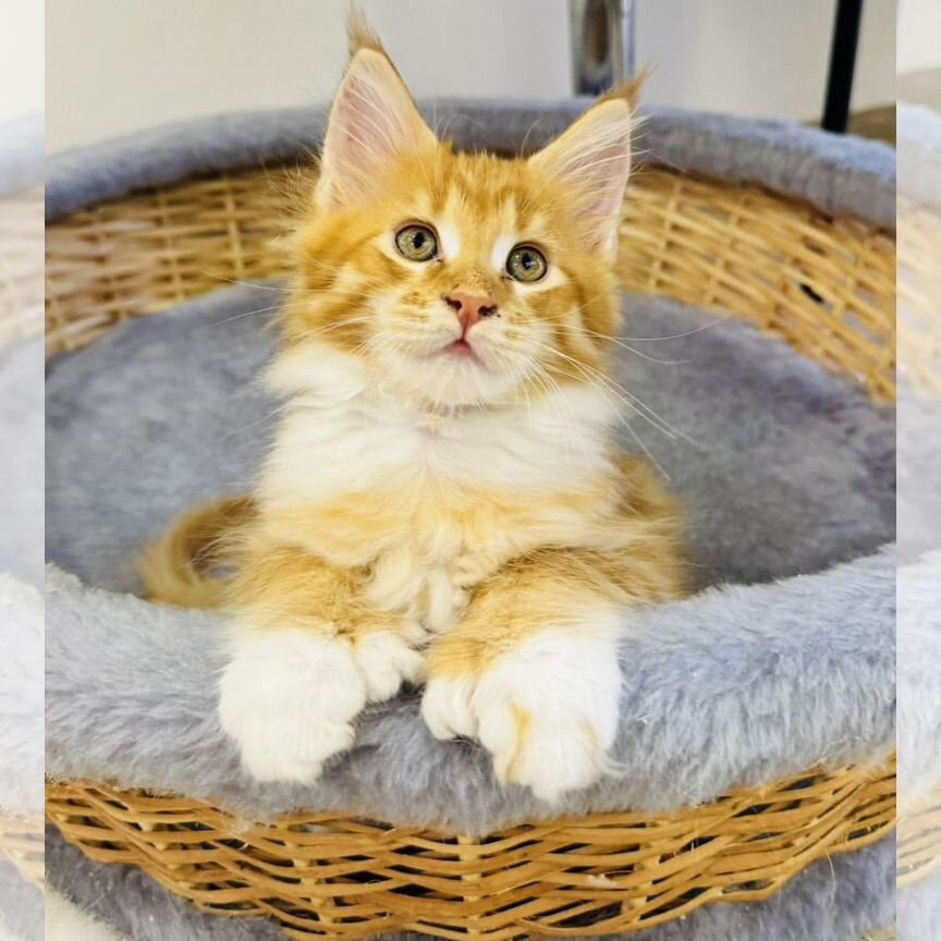 Мейн-кун полидакт