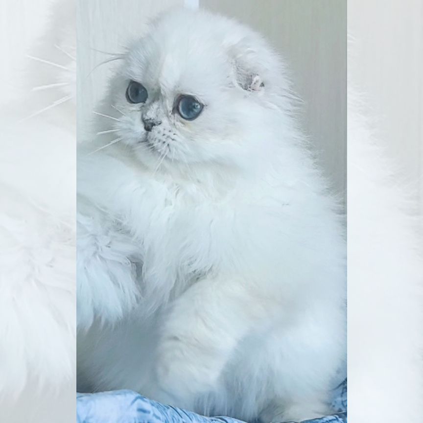 Шотландский вислоухий длинношёрстный котёнок