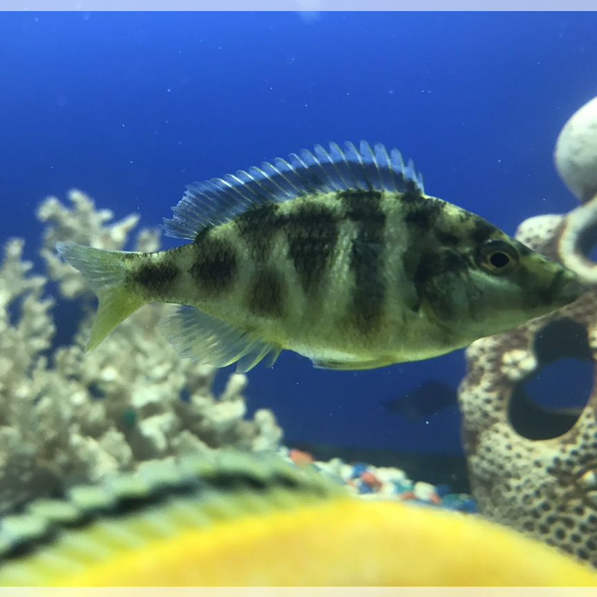 Аквариумные рыбки