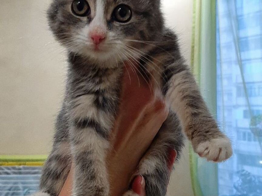 Котёнок серенький в добрые ручки