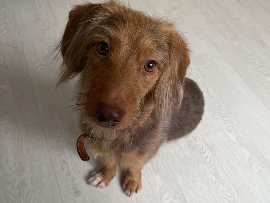 Жесткошерстная такса