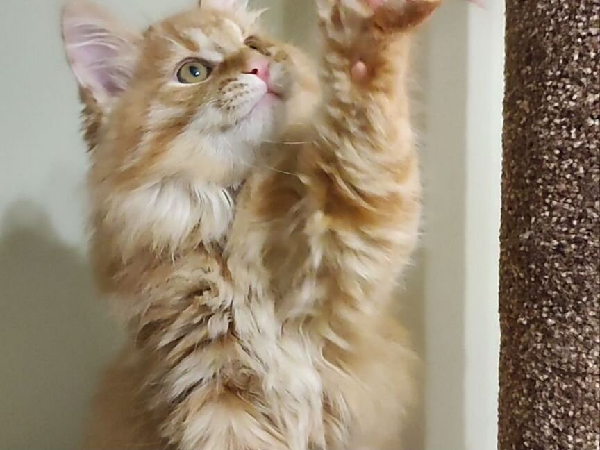 Курильский бобтейл