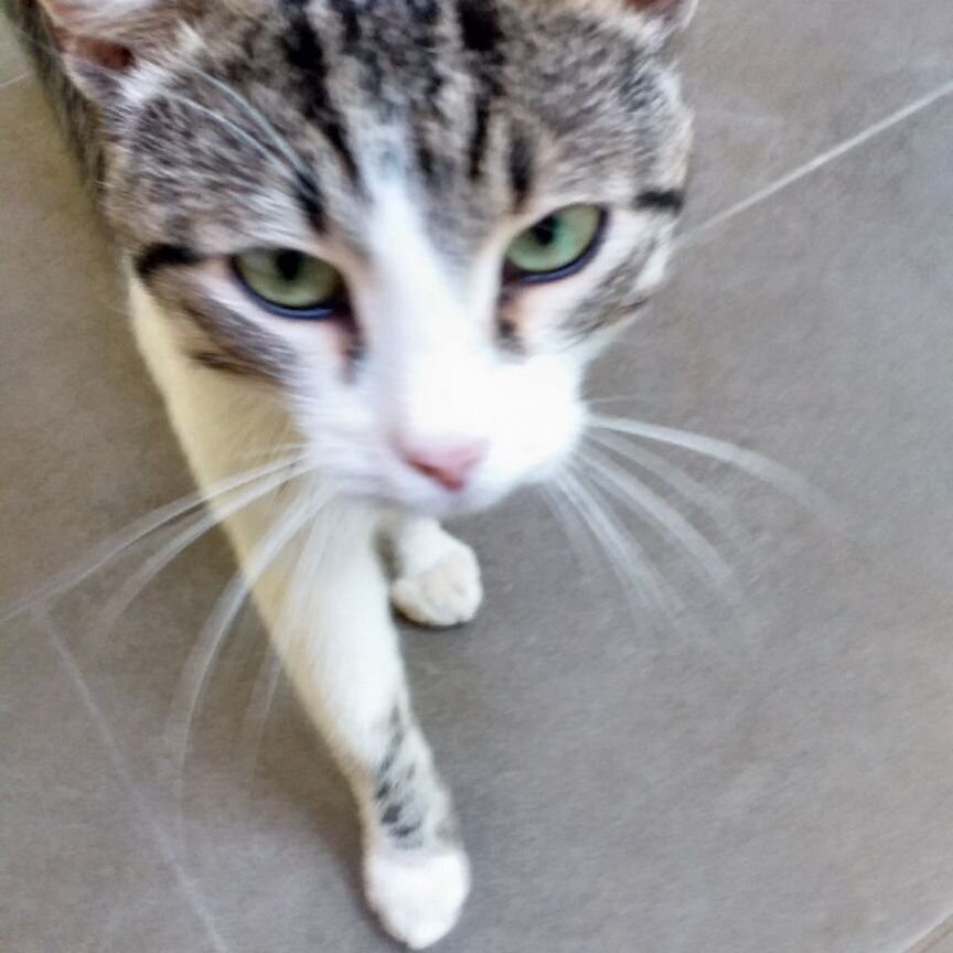 Котик ищет дом