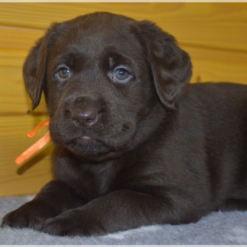Лабрадор-ретривер, щенок