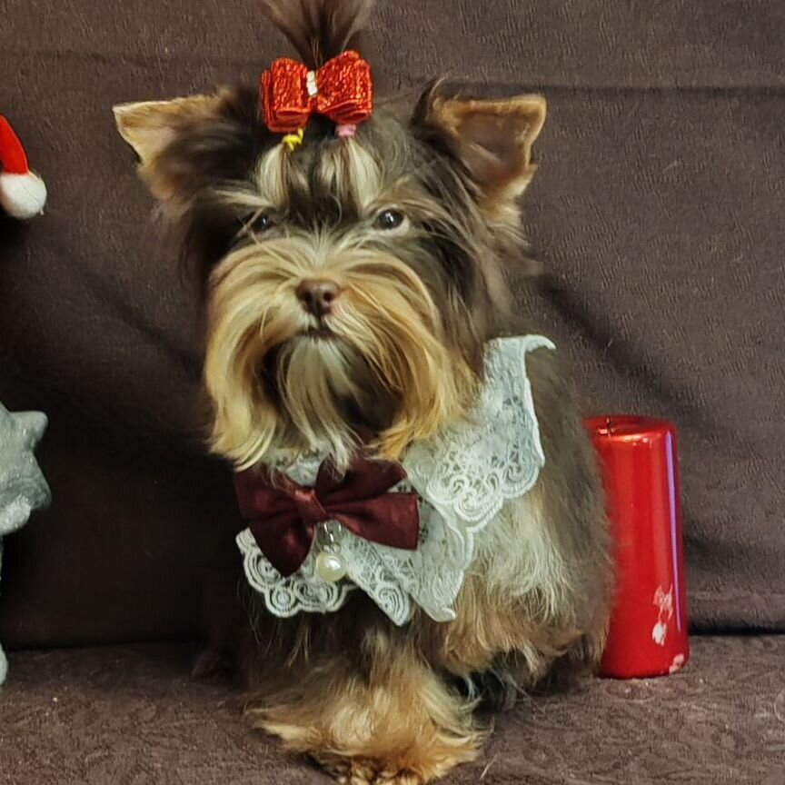 Йоркширский терьер, щенок