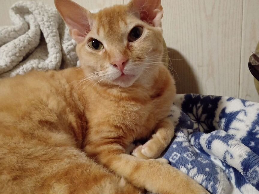 Кошка сфинкс Рыжа