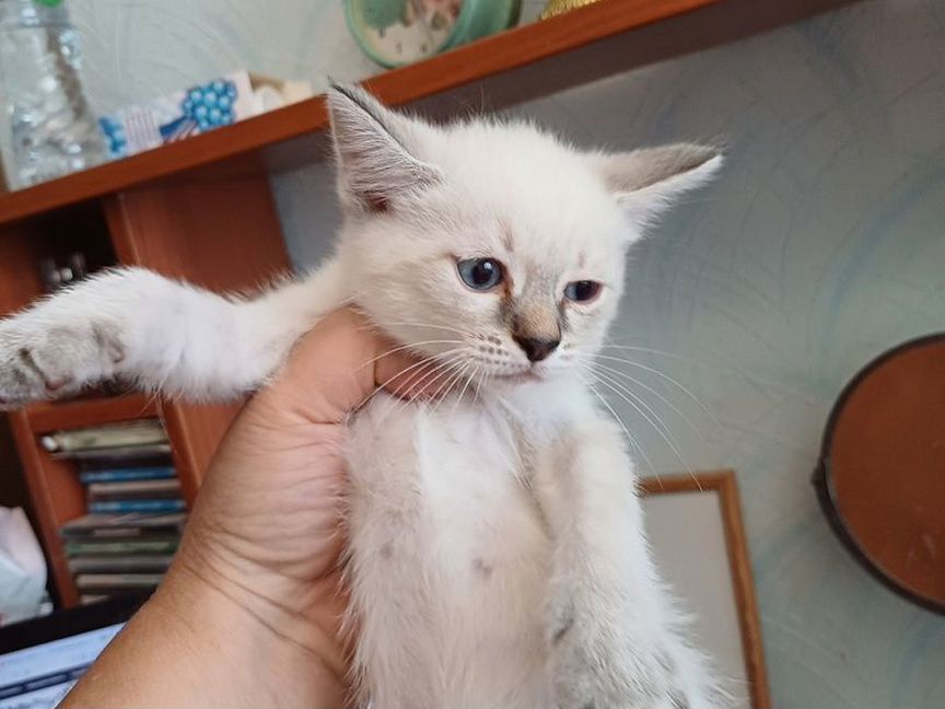 Очаровательные котята от невской маскарадной И бри