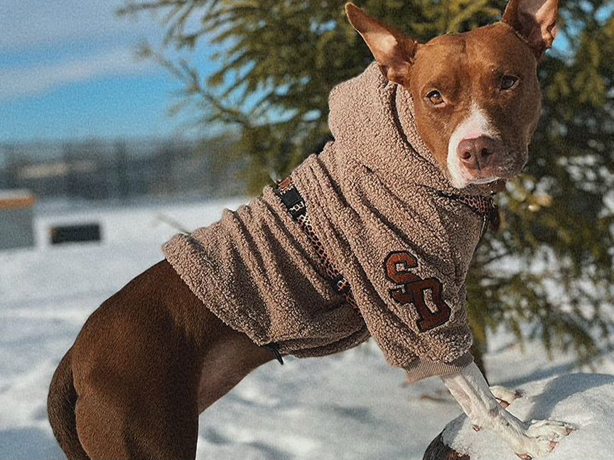 Худи для собак Simple dog