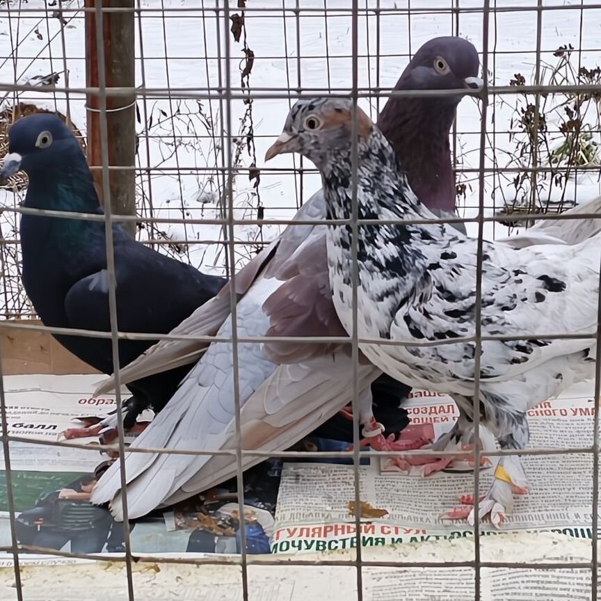 Продажа голубей