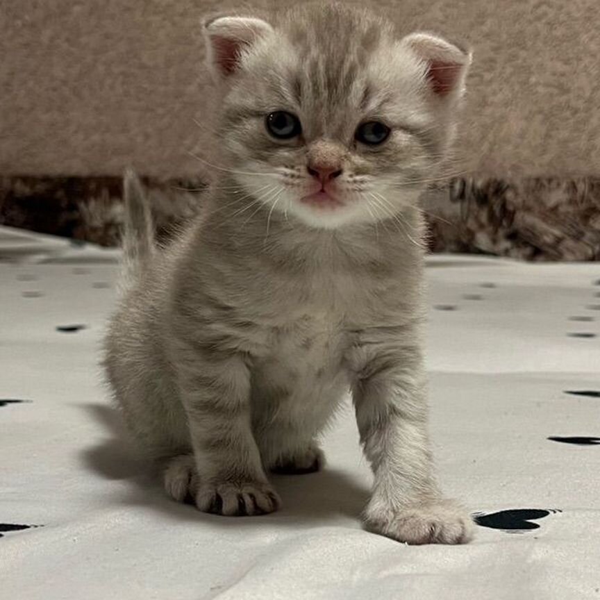 Шотландский вислоухий короткошёрстный котёнок