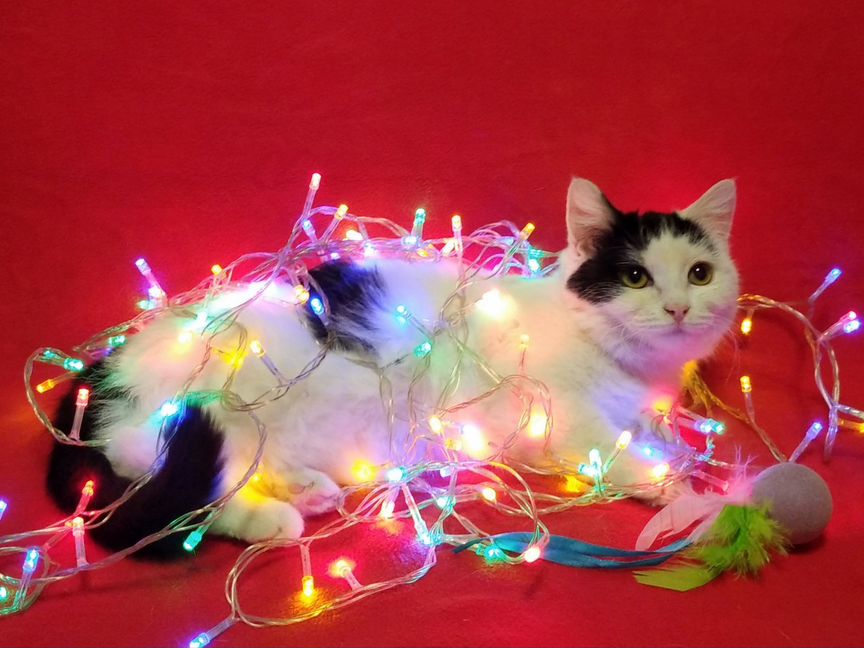 Отдам котенка в добрые руки
