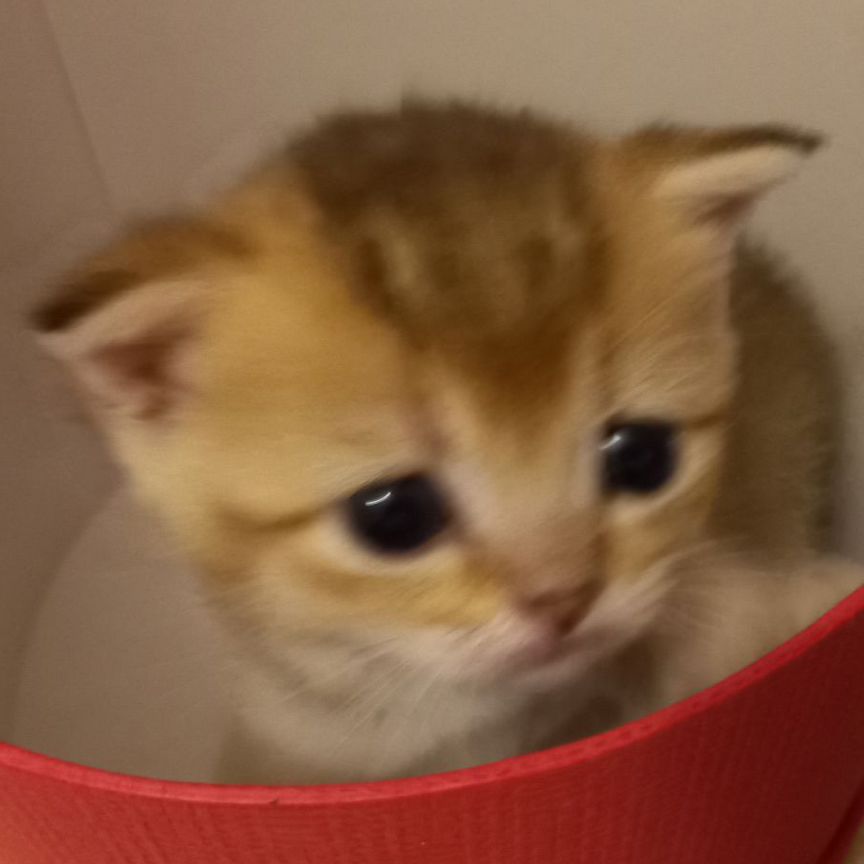 Котята