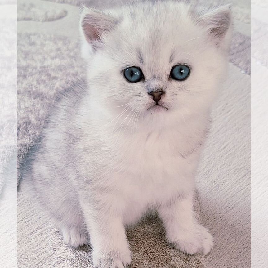 Британский короткошёрстный котёнок