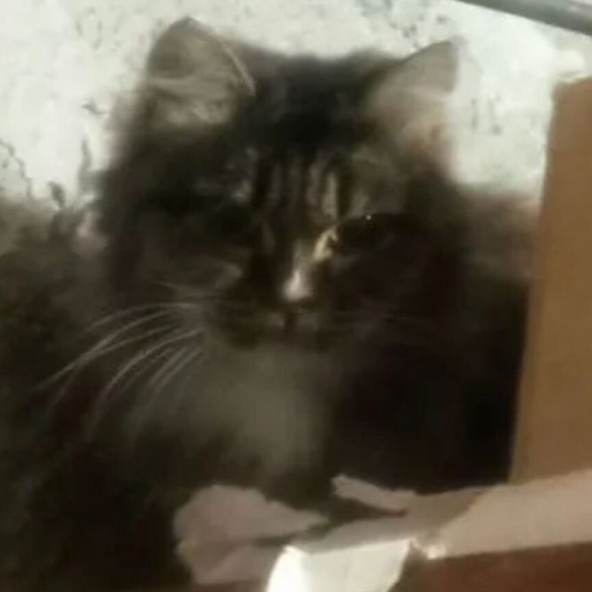 Кошка из заброшенного барака