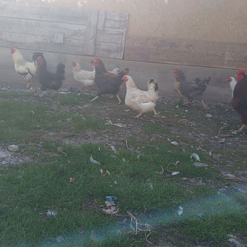 Продам курей домашних