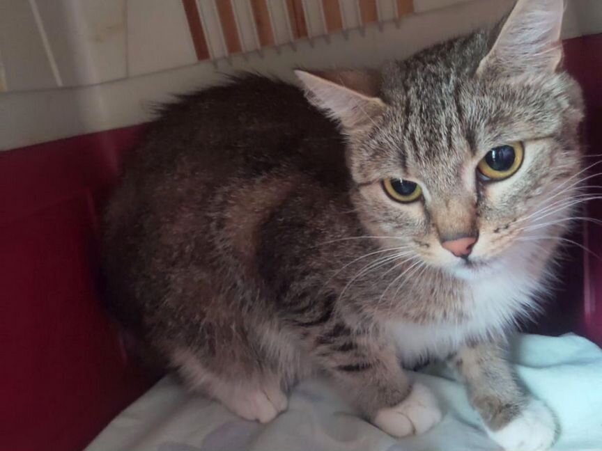 Молодая кошка ищет семью