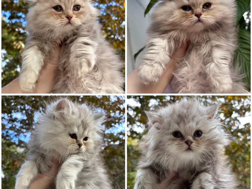 Шотландские котята Хайленд