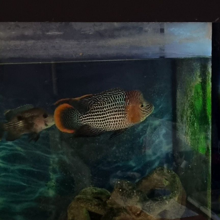 Взрослая пара Бирюзовая акара