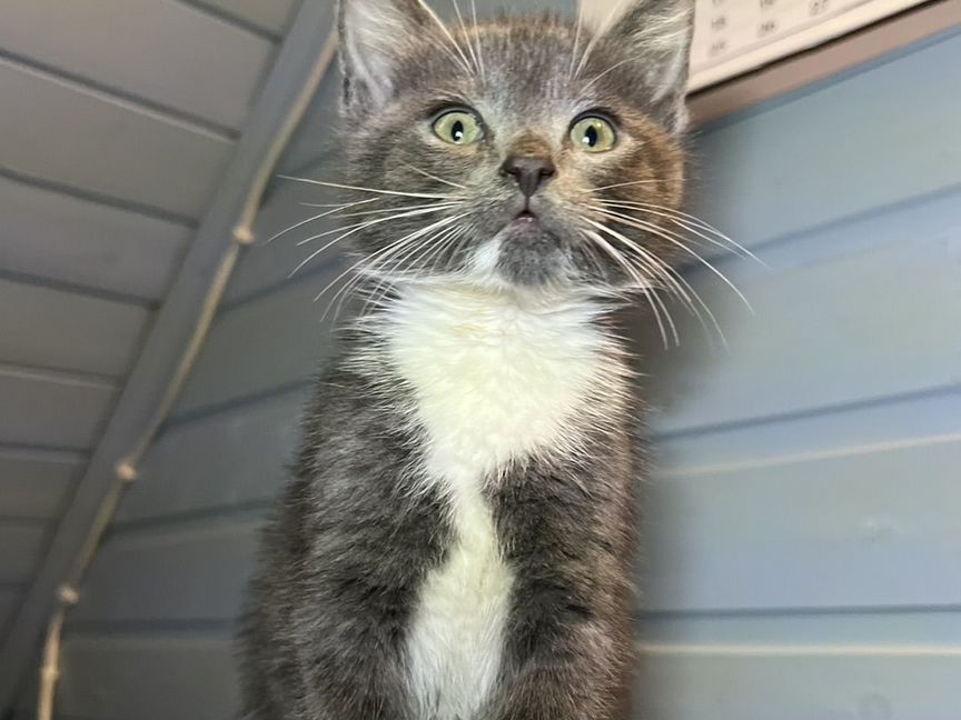 Котенок в добрые руки