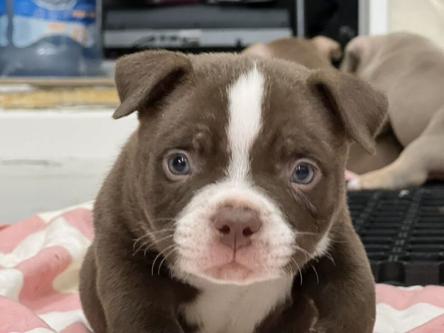 Щенок американского булли мальчик