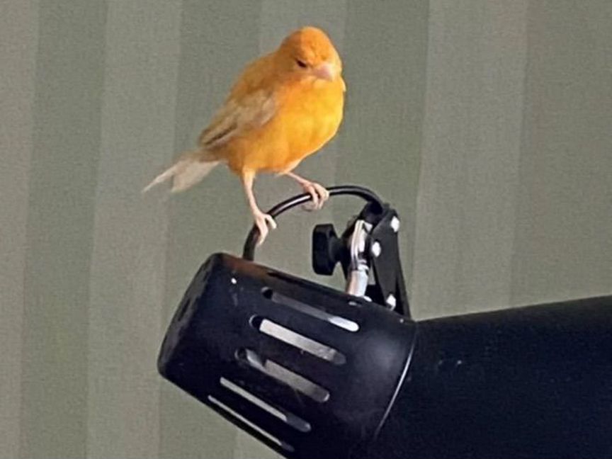 Кенар поющий