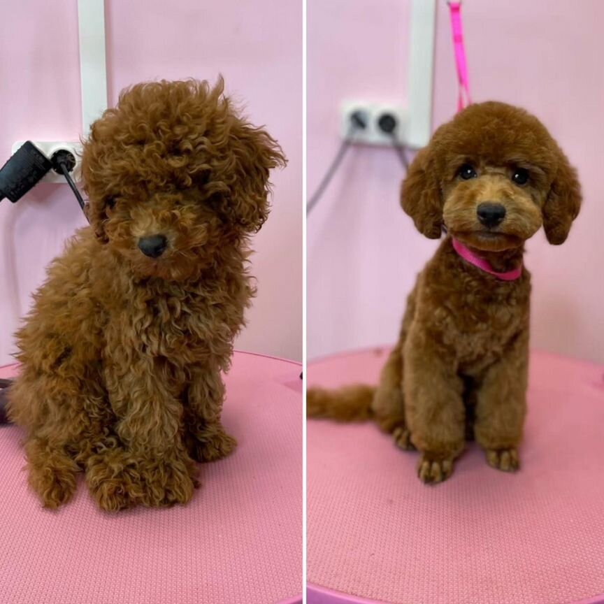 Той-пудель, щенок