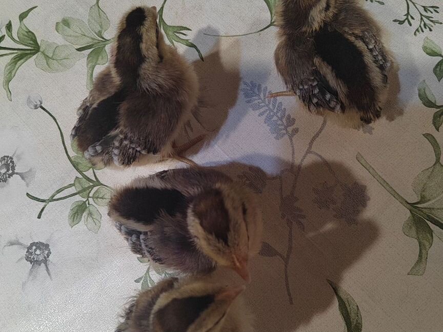 Легбар цыплята